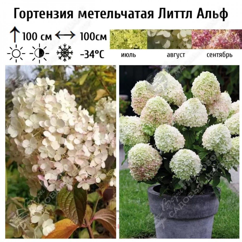 Купить метельчатую гортензию Литл Альф (Little Alf) в Беларуси